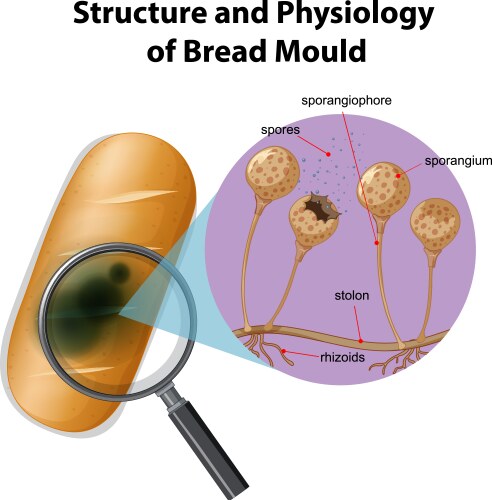 Structure and physiology of bread mold Royalty Free Vector