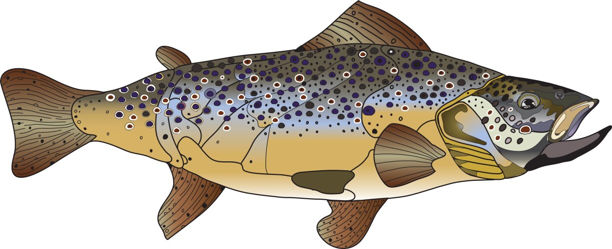 Trout Vector Images (over 13,000)