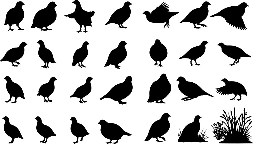 Partridge Vector Images (over 580)