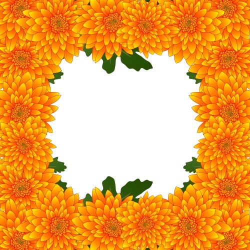 Yellow chrysanthemum border isolated on white Vector Image