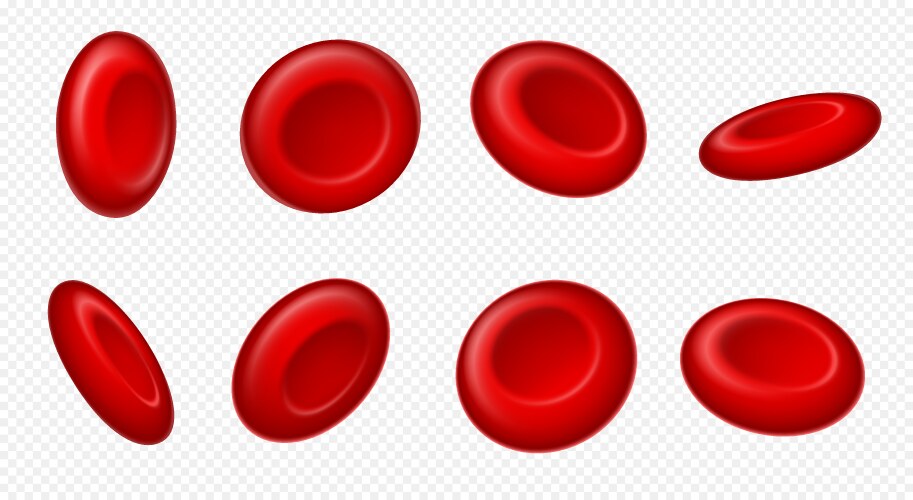 Red blood cells Royalty Free Vector Image - VectorStock