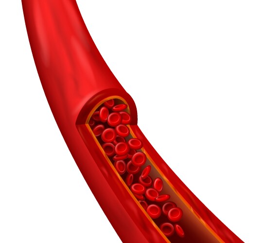 Blood Vessels Vector Images (over 5,700)