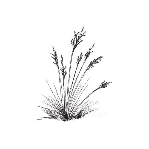 Grass with roots Royalty Free Vector Image - VectorStock