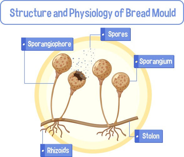 Structure of rhizopus mold bread black Royalty Free Vector