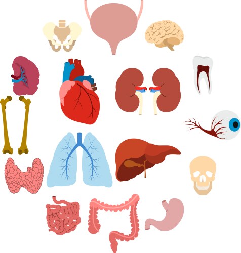 Human organs Royalty Free Vector Image - VectorStock