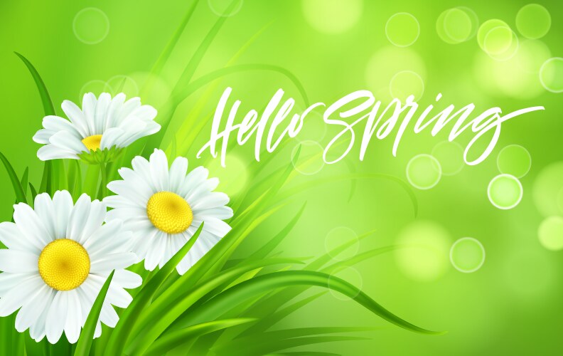 Spring background with daisies and fresh green Vector Image