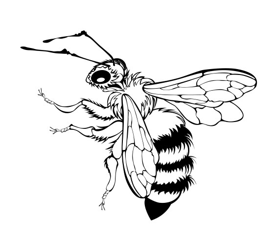 Bee Drawing Vector Images (over 20,000)