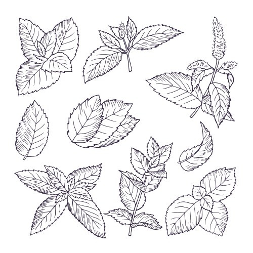 Mint Outline Vector Images (over 7,600)