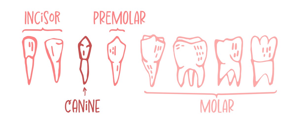 Tooth incisor drawing Vector Images & Graphics for Commercial Use ...