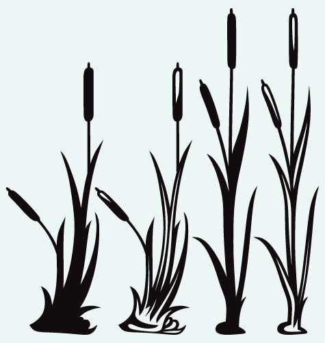 Reed Royalty Free Vector Image - VectorStock