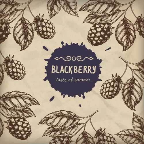 Blackberry frame Royalty Free Vector Image - VectorStock