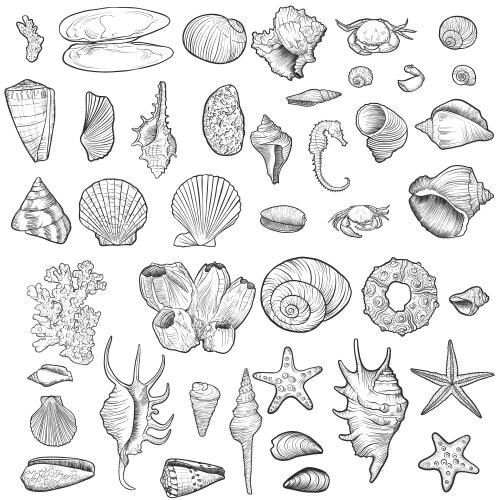 Seashells Vector Images (over 36,000)