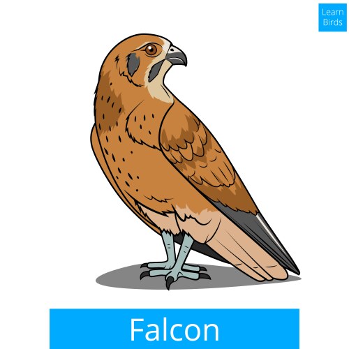 Falcon Cartoon Vector Images (over 5,900)
