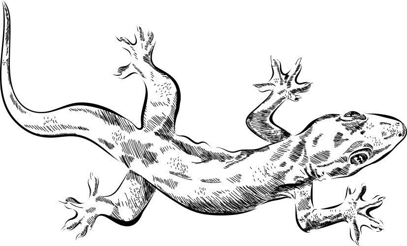 Lizard Outline Vector Images (over 5,300)