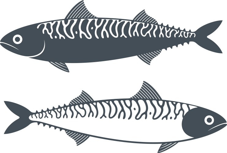 Atlantic mackerel Royalty Free Vector Image - VectorStock