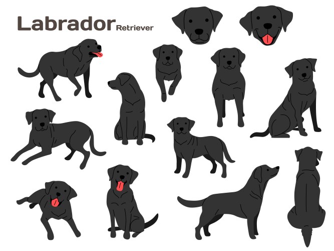 Labrador Vector Images (over 12,000)