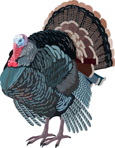 Turkey Vector Images (over 83,000)