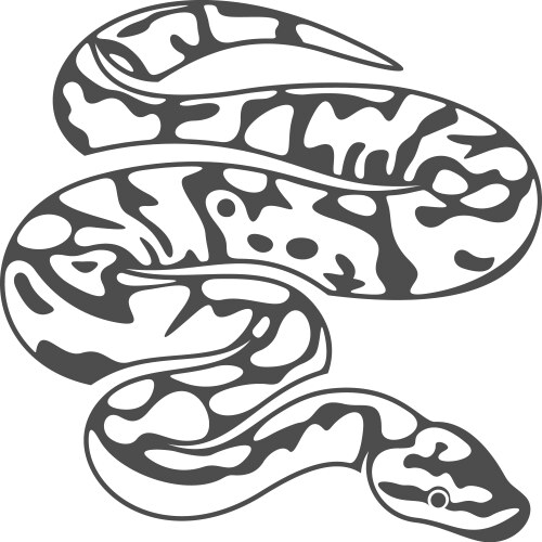 Indian python Royalty Free Vector Image - VectorStock