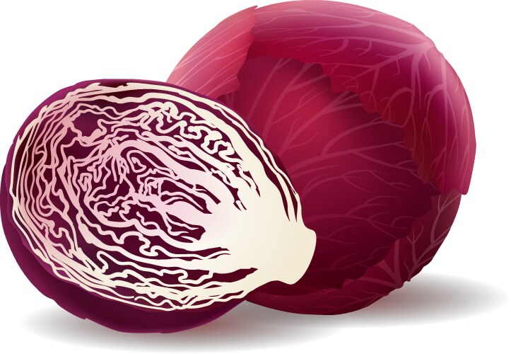 Red cabbage hand draw sketch Royalty Free Vector Image