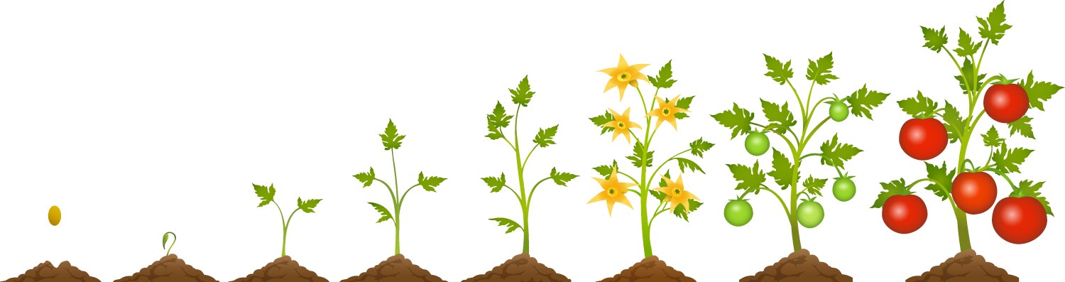 Life cycle tomato plant Royalty Free Vector Image
