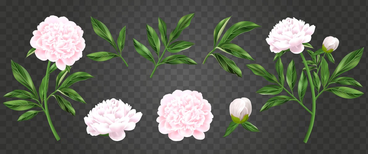 Peony Vector Images (over 28,000)