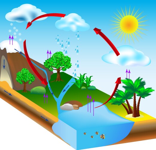 Water cycle colour Royalty Free Vector Image - VectorStock