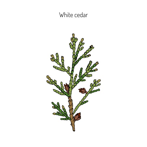 Cedar Vector Images (over 10,000)