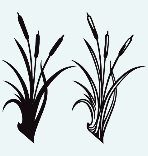 Hand drawn sketch of the reed isolated on white Vector Image