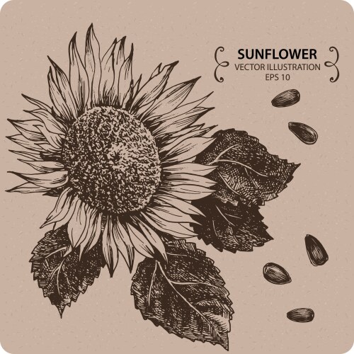 Sunflower Vector Images (over 45,000)