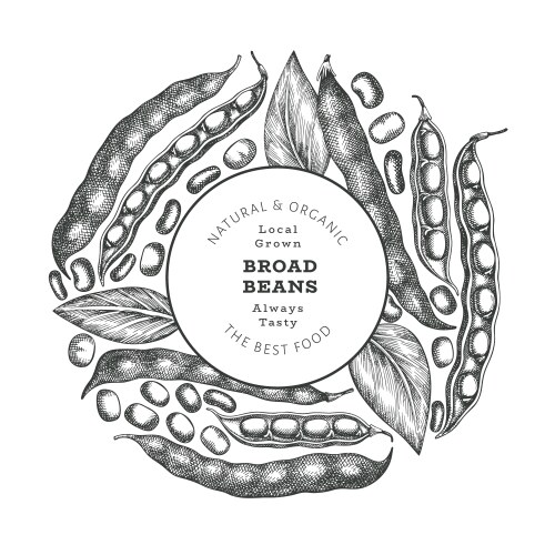 Hand drawn broad beans design template organic Vector Image