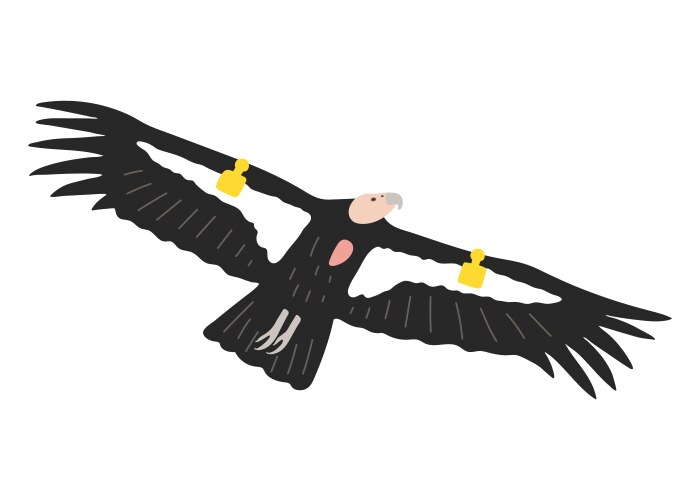 Condor Vector Images (over 920)