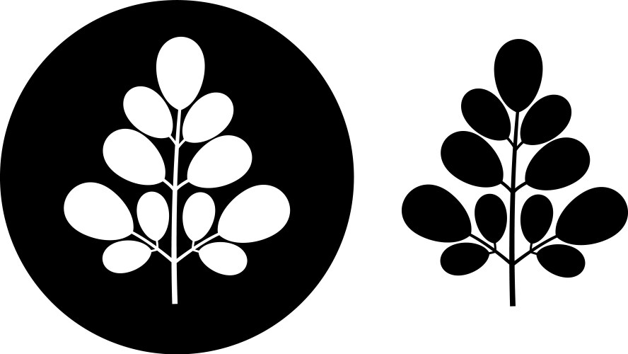 Moringa Vector Images (over 780)
