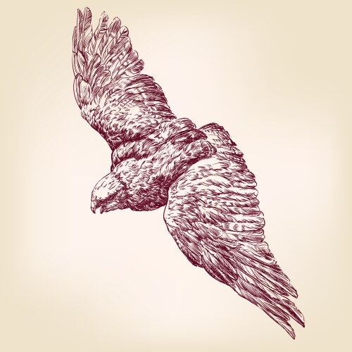 Realistic Eagle Vector Images (over 1,600)