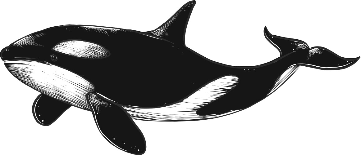 Whale Black and White Vector Images (over 13,000)