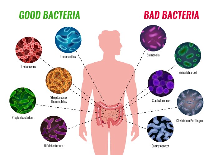 Intestinal bacteria flora good bacterial Vector Image