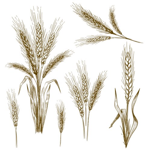 Rice growth plant crop growing cycle sketch life Vector Image