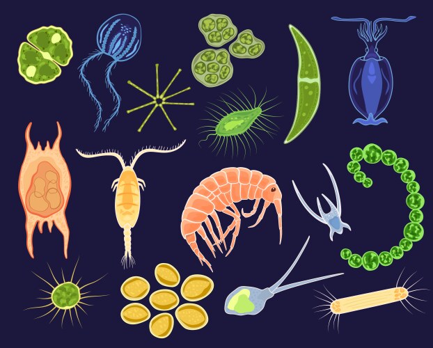 Zooplankton Vector Images (over 430)