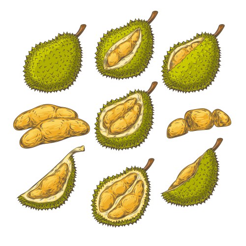 Durian Vector Images (over 3,800)
