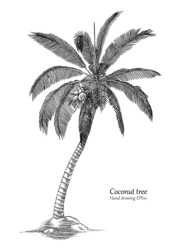 Drawing Coconut Tree Vector Images (over 6,800)