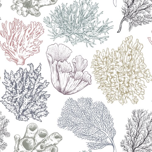 Coral pattern Royalty Free Vector Image - VectorStock