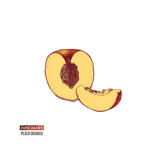 Hand Drawn Peach Vector Images (over 4,300)