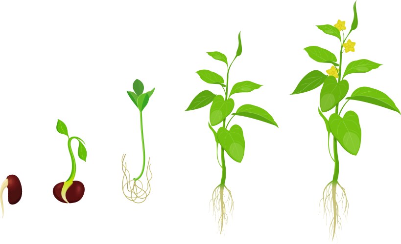 Plant Growth Vector Images (over 240,000)