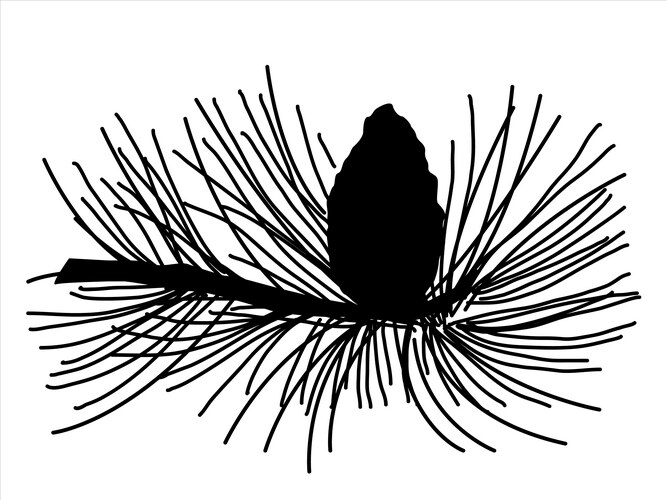 pine needle leaf drawing