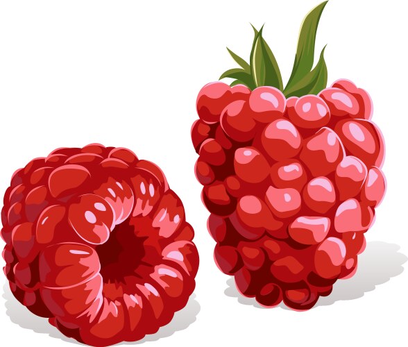 Hand drawn sketch of raspberry in color isolated Vector Image