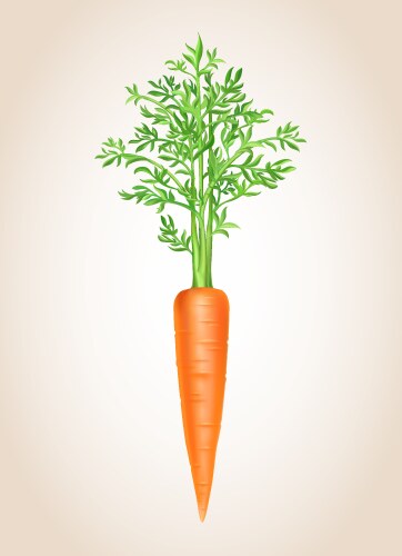 Carrot root vegetable cartoon Royalty Free Vector Image