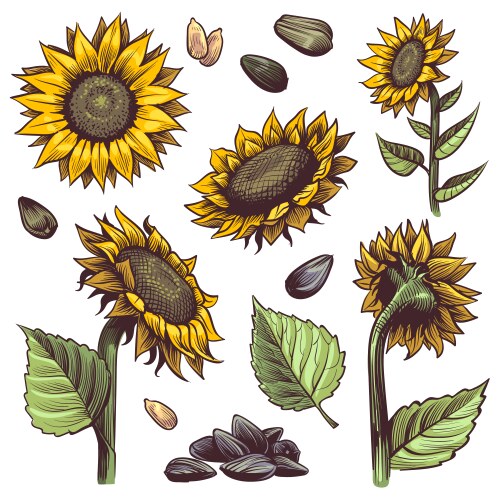 Sunflowers Vector Images (over 47,000)