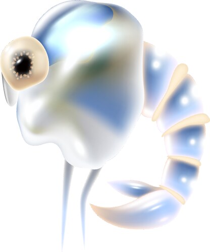 Plankton poster set Royalty Free Vector Image - VectorStock