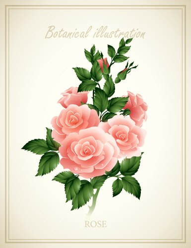 Rose Flower Vector Images (over 200,000)