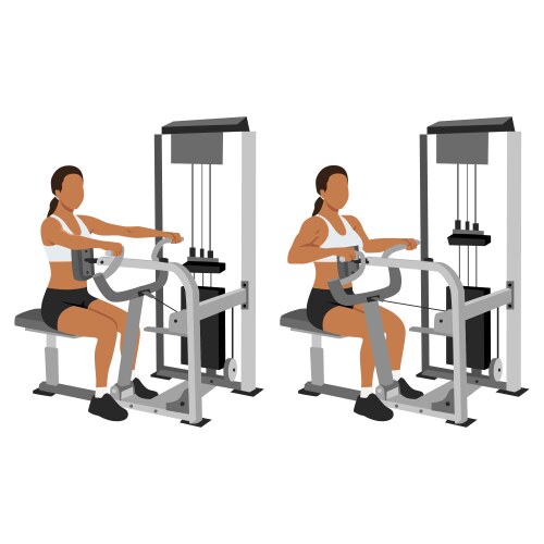Woman doing seated low cable back rows exercise Vector Image