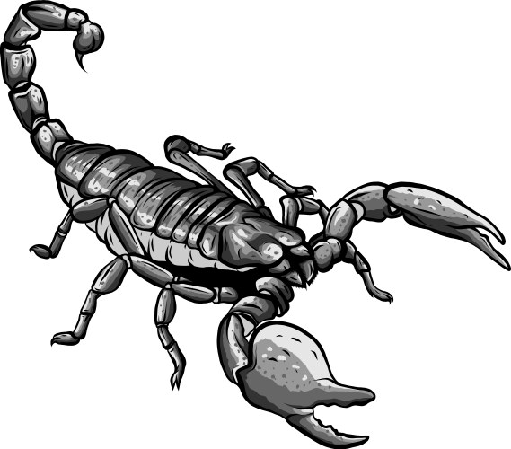 Scorpion Vector Images (over 8,500)